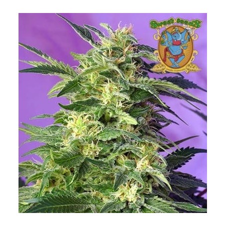 Killer Kush auto de Sweet Seeds grandes cogollos repletos de tricomas