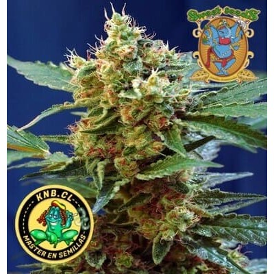 Cream Mandarine XL auto de Sweet Seeds - Pack 100 semillas marihuana