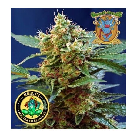 Cream Mandarine XL auto de Sweet Seeds - Pack 100 semillas marihuana